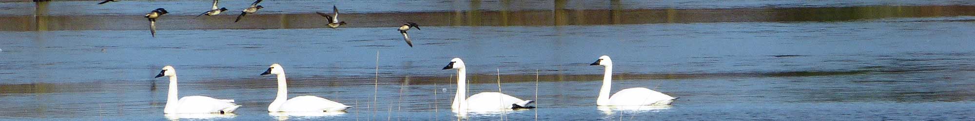 Swan Hunting - GGS Outfitters